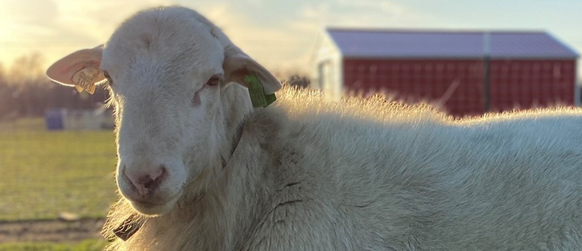 OUR RAMS – NP Ranch