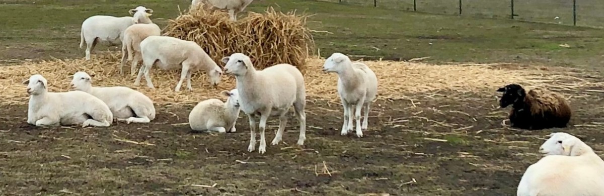 ABOUT NP RANCH – NP Ranch