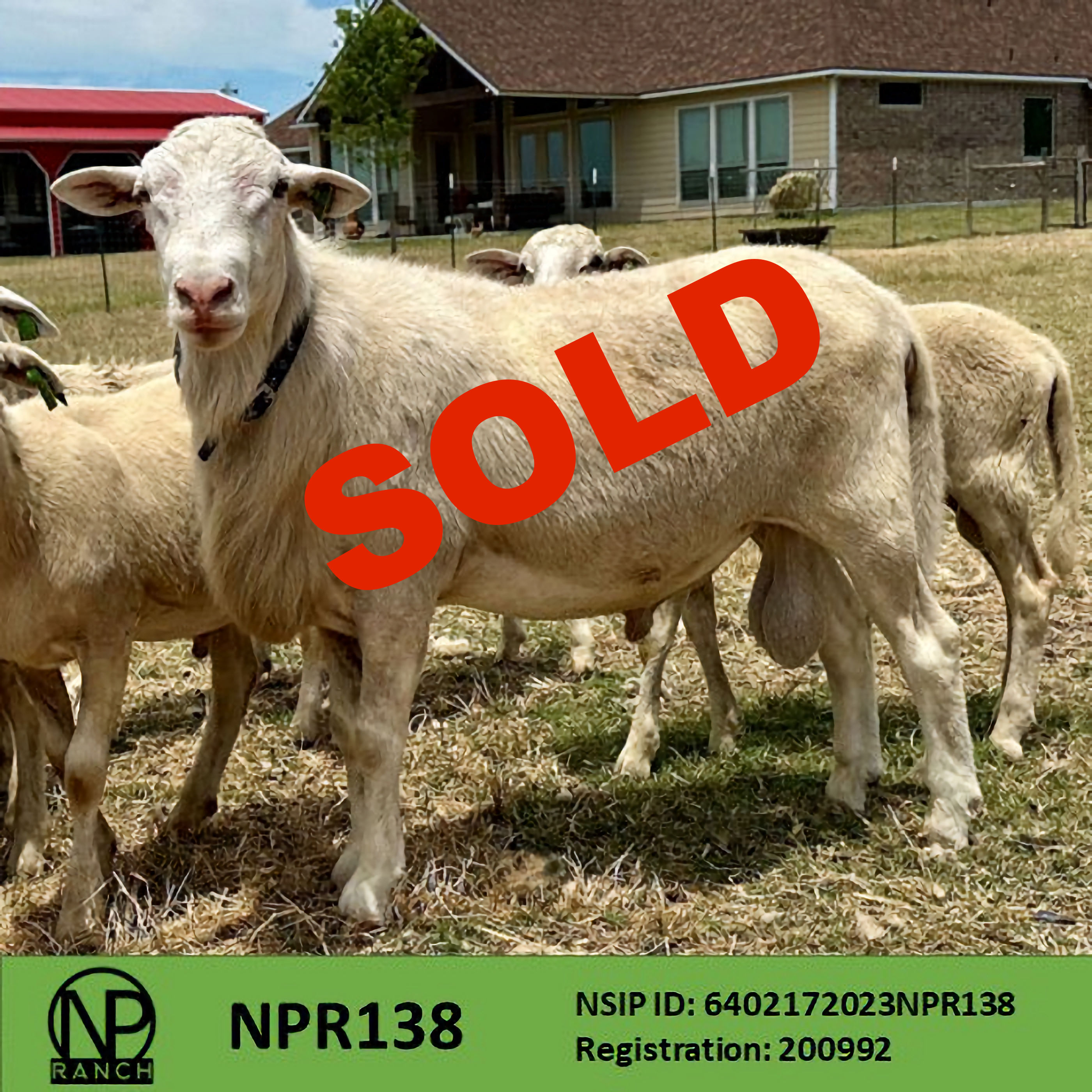 SHEEP FOR SALE – NP Ranch