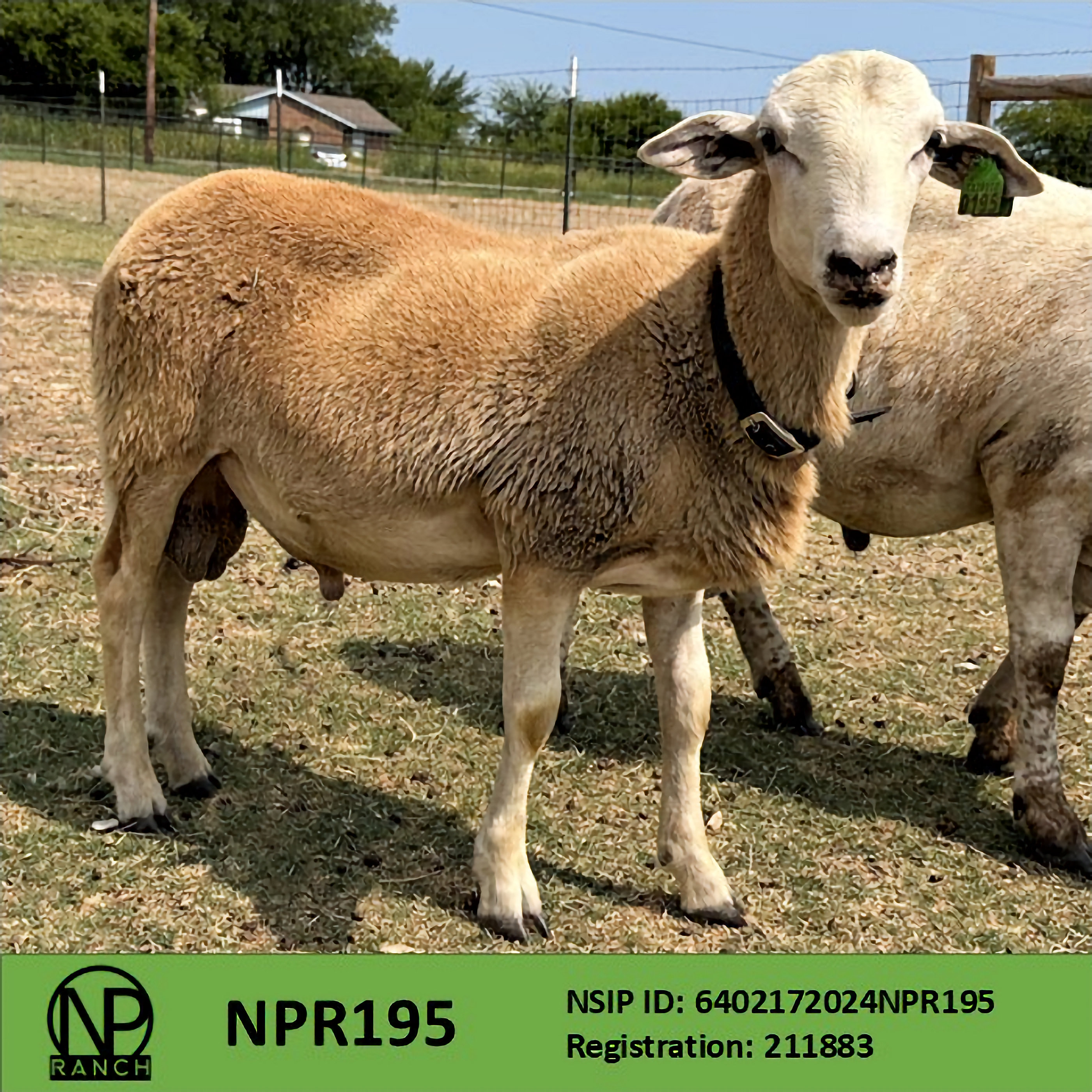 SHEEP FOR SALE – NP Ranch